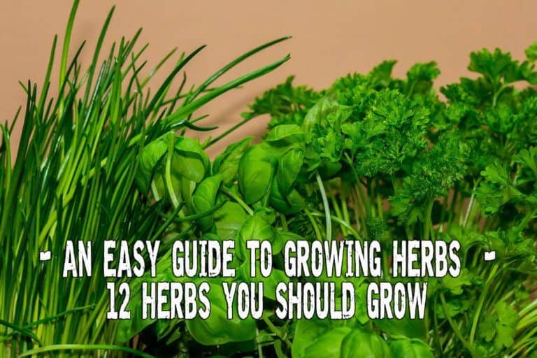 An Easy Guide To Growing Herbs - 12 Herbs You Should Have In Your ...