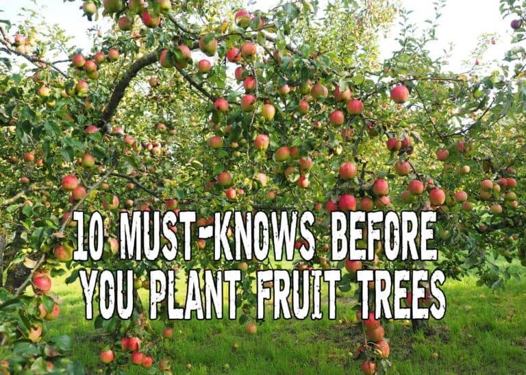 10 Must-Knows Before You Plant Fruit Trees - Prepper's Will