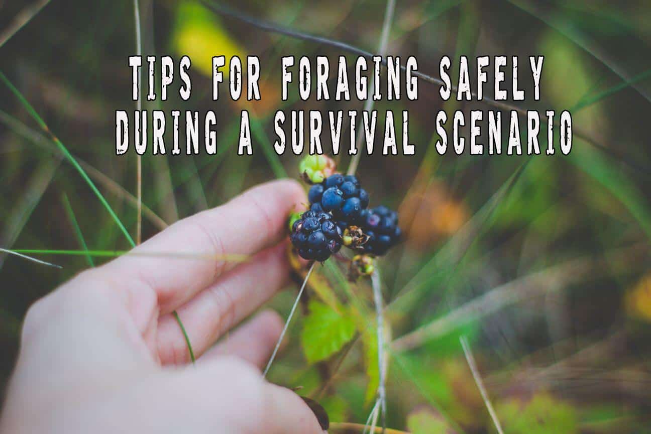 Tips For Foraging Safely During A Survival Scenario - Prepper's Will