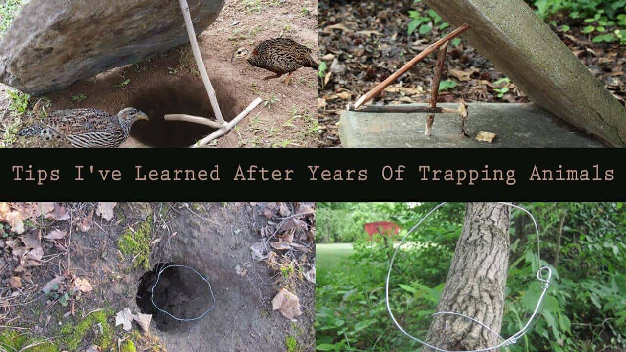 Tips I've Learned After Years Of Trapping Animals - Prepper's Will