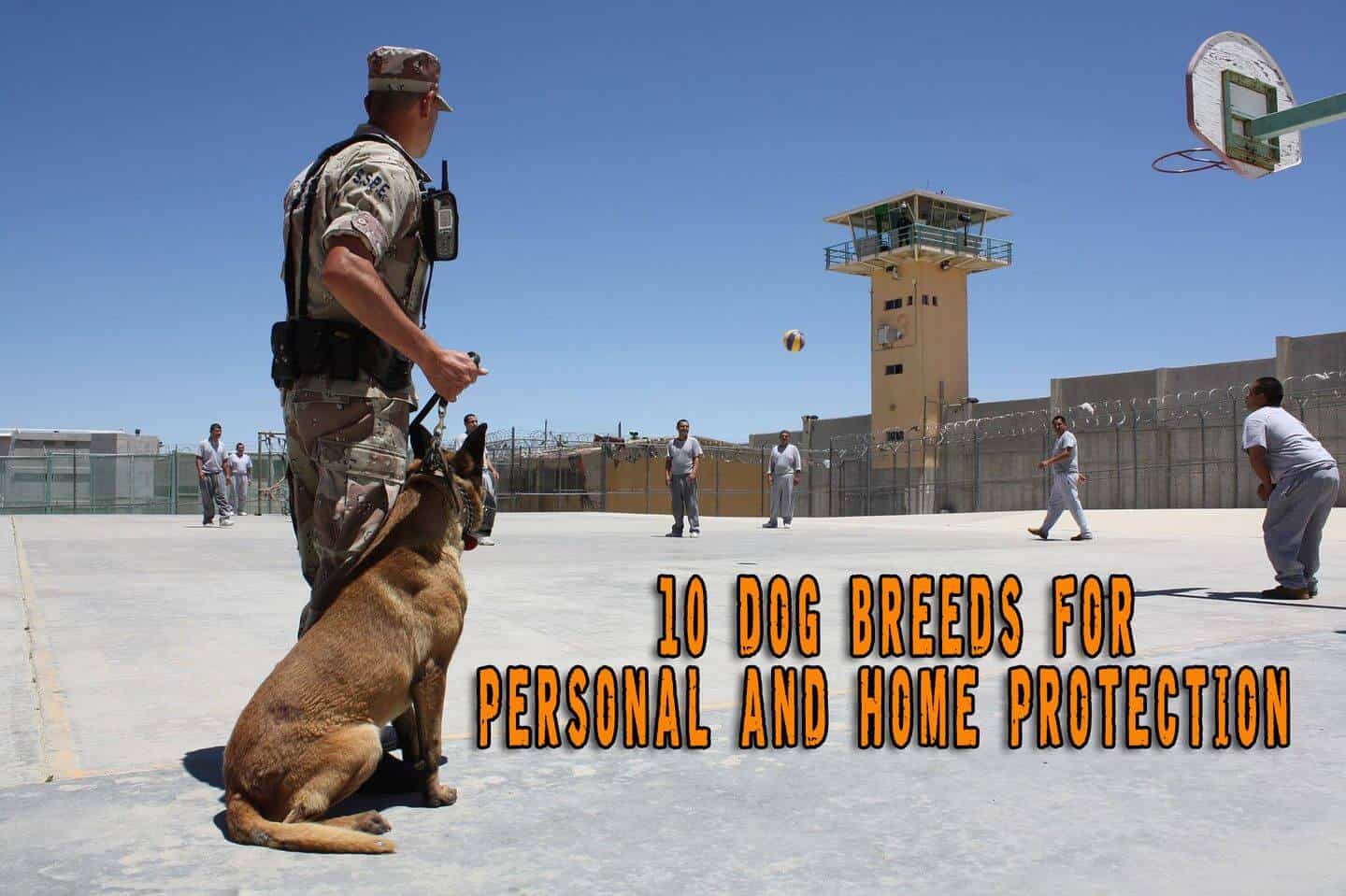 10 Dog Breeds for Personal and Home Protection