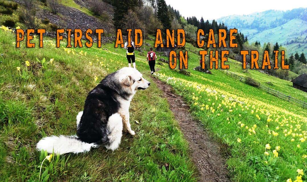 Pet First Aid And Care On The Trail - Prepper's Will