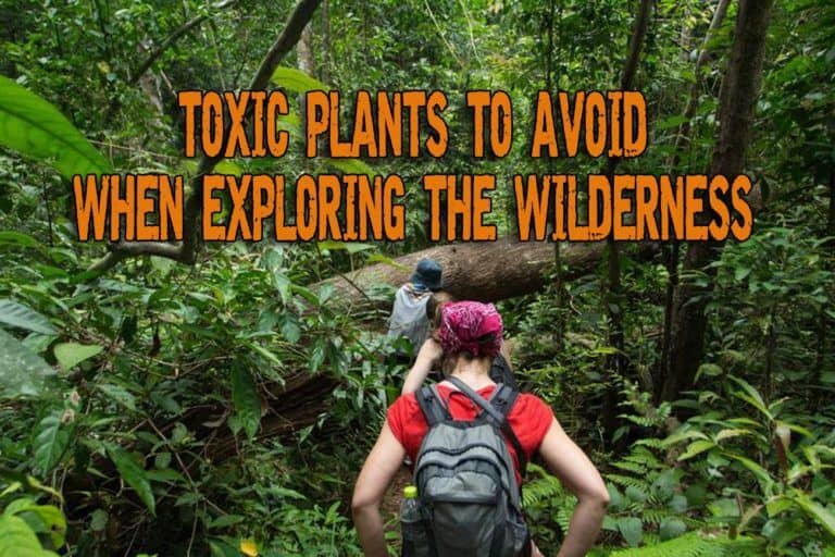 Noxious and Toxic Plants To Avoid When Exploring The Wilderness – Part ...