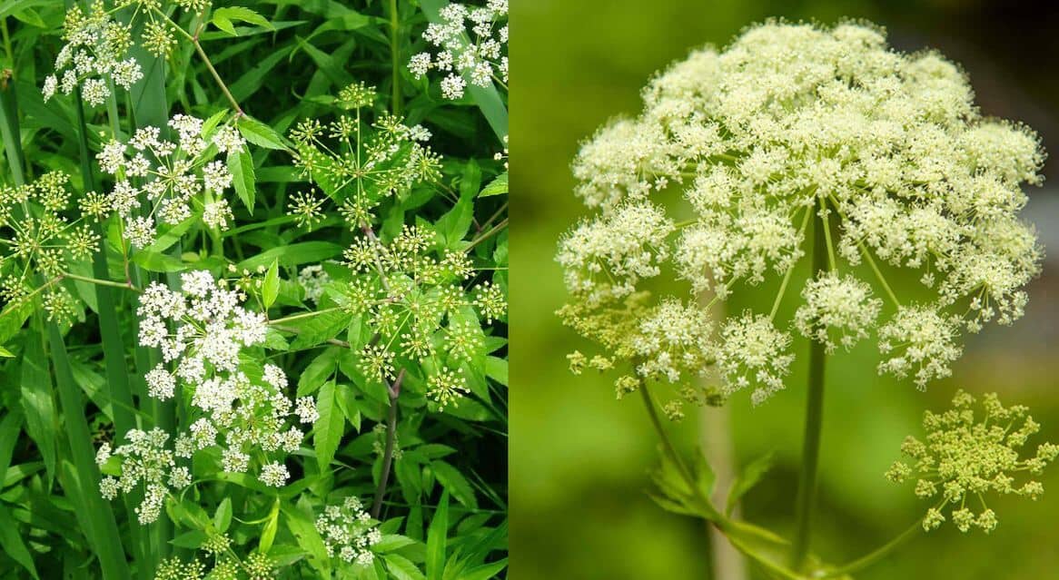 Water Hemlock