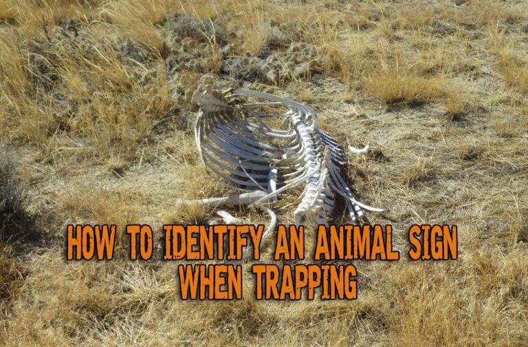 How To Identify An Animal Sign When Trapping - Prepper's Will