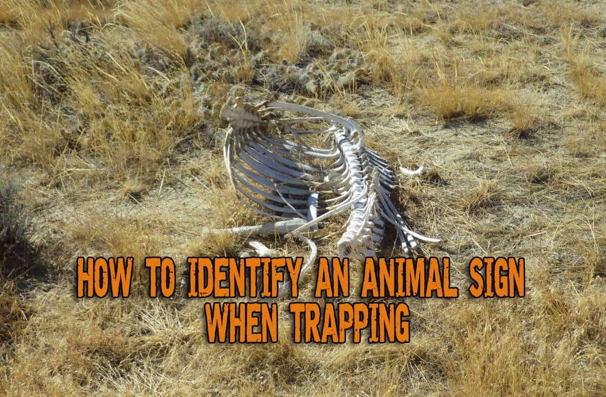 How To Identify An Animal Sign When Trapping - Prepper's Will