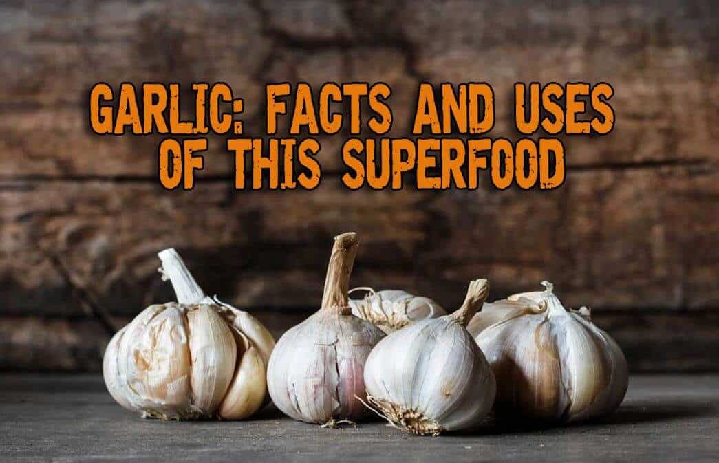 Garlic: Facts and Uses of This Superfood - Prepper's Will