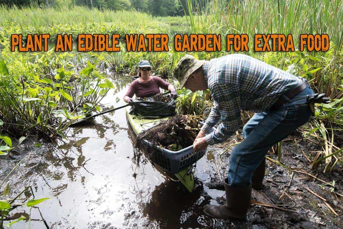 Plant An Impressive Edible Water Garden For Extra Food - Prepper's Will