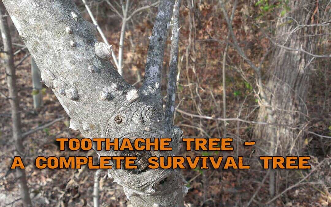 Toothache Tree: Survival Uses, Medicine, and Safety Tips