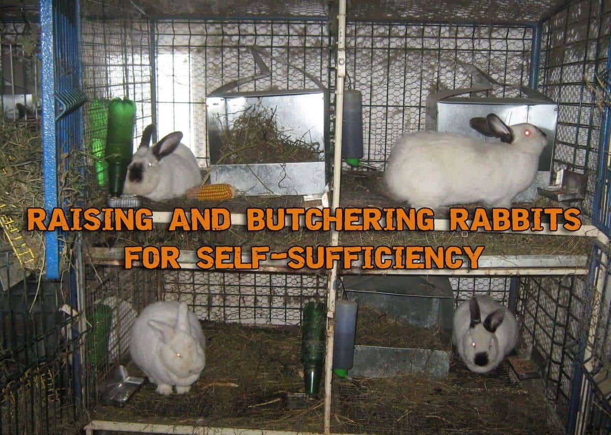 Raising Rabbits And Butchering Them For Organic Meat - Prepper's Will