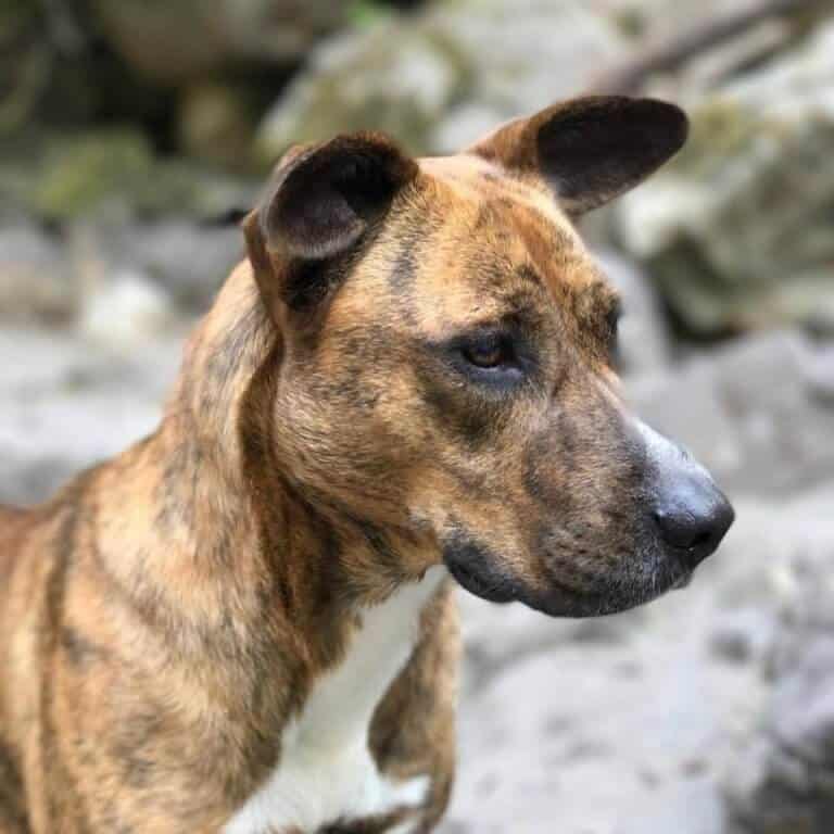 Mountain Cur - The Best Dog Breed For Preppers - Prepper's Will