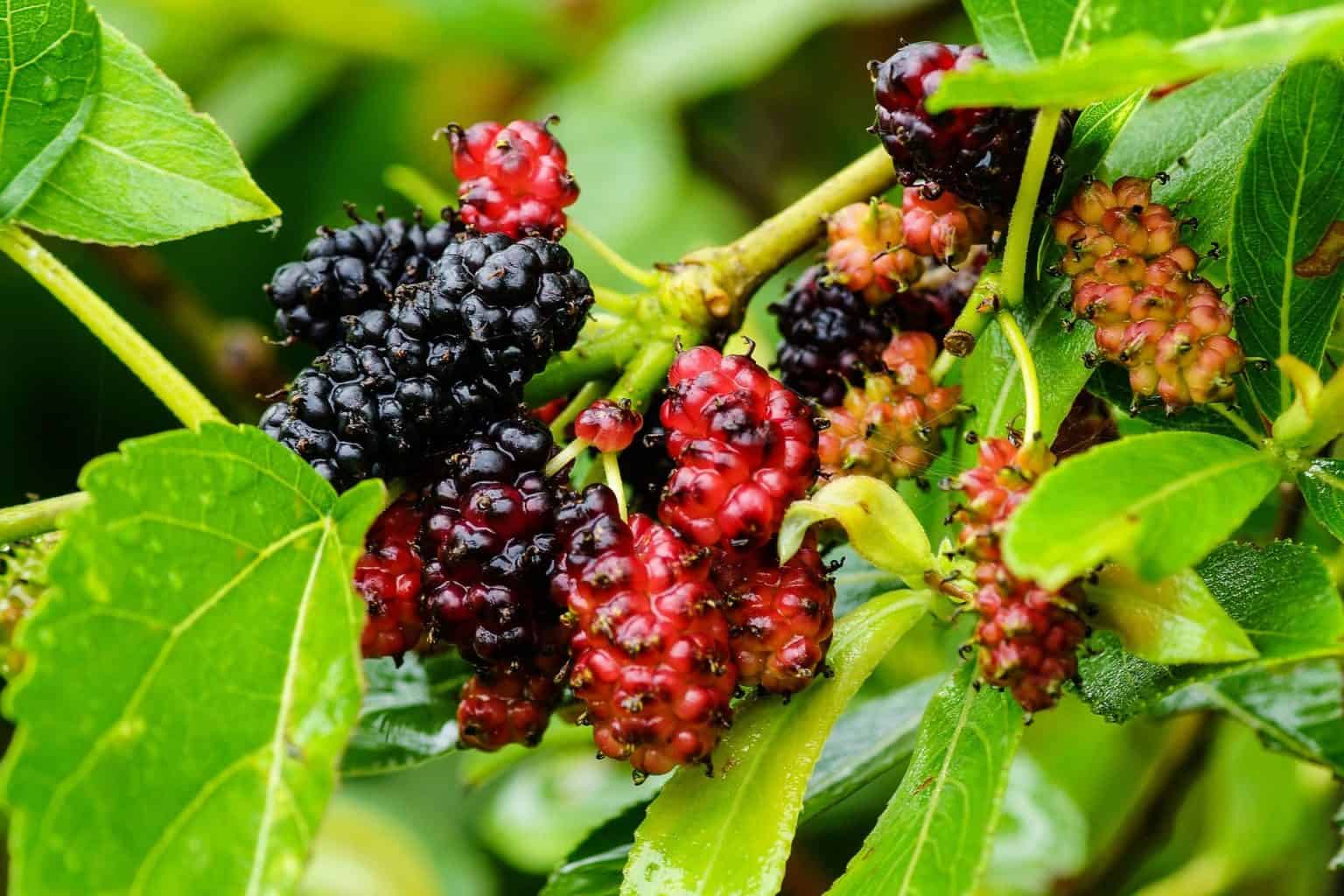 Grow Native Fruits On Your Homestead For Self-Sufficiency