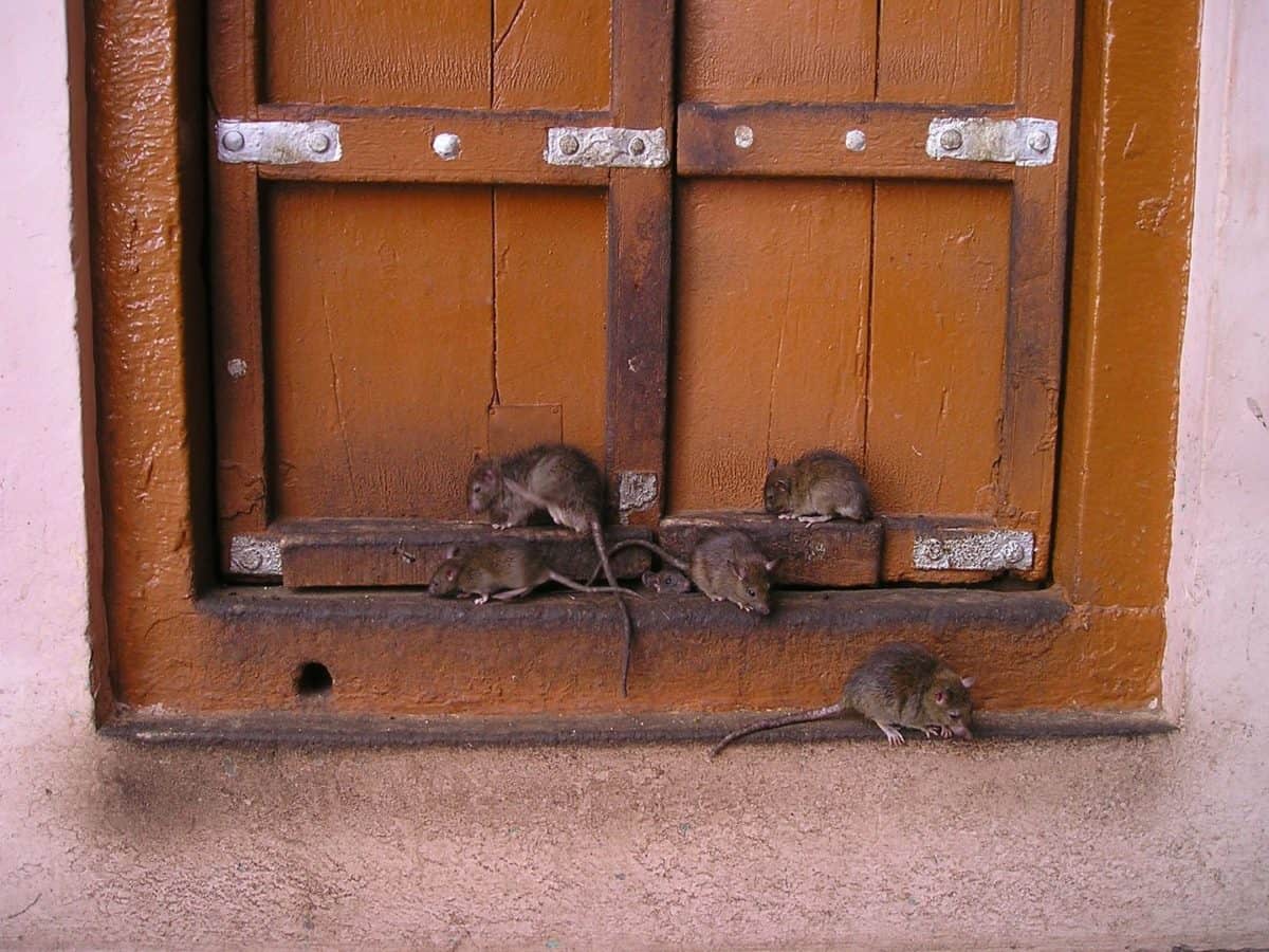 Essential Tips To Get Rid Of Rats And Control Rat Populations
