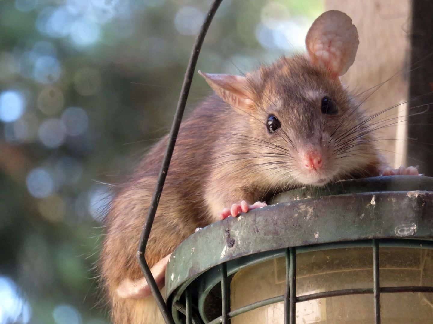 Essential Tips To Get Rid Of Rats And Control Rat Populations