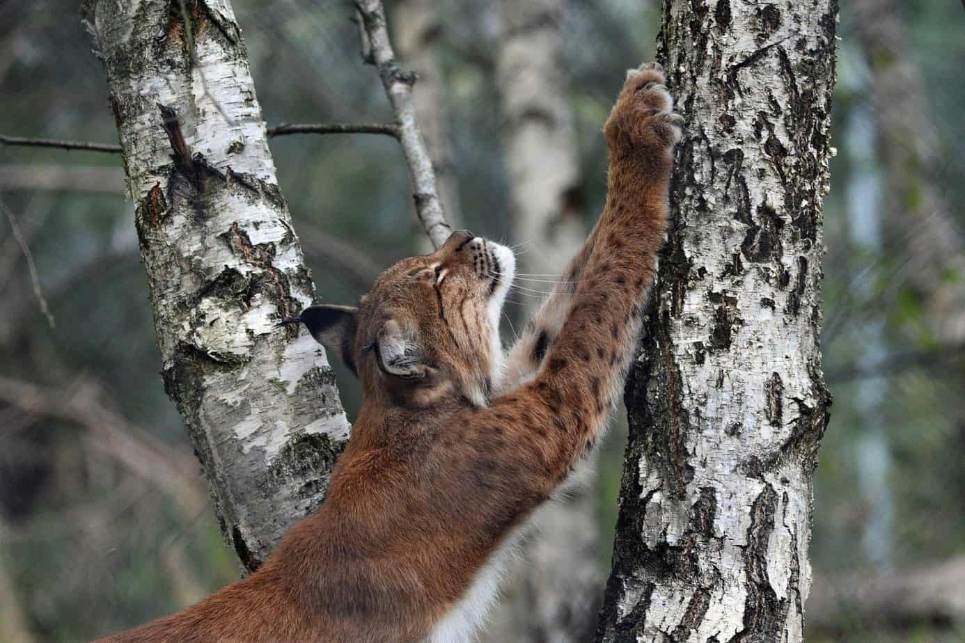 How To Handle And Treat Animal Bites