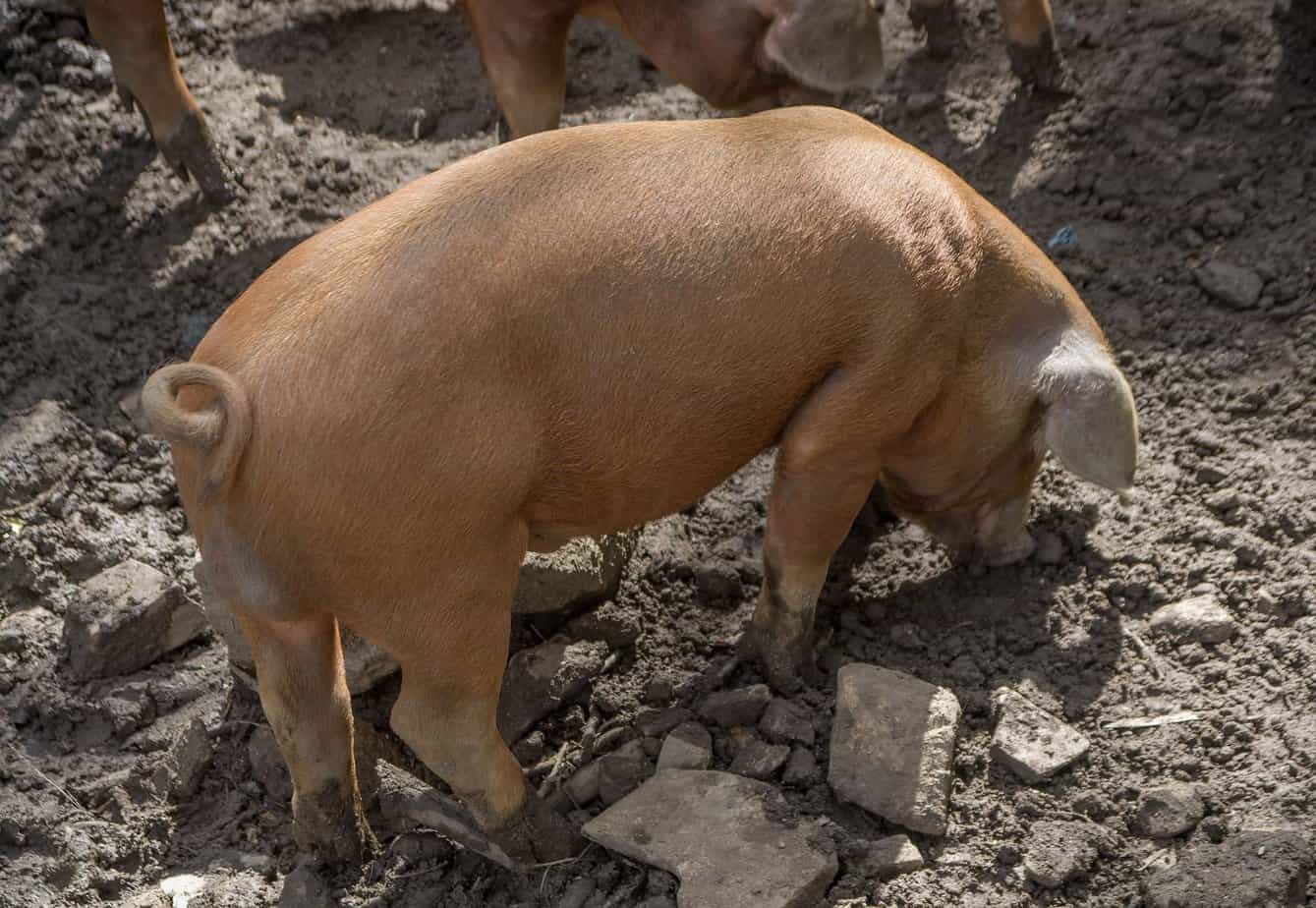 The Quest For Perfect Hogs For Your Homestead - Prepper's Will