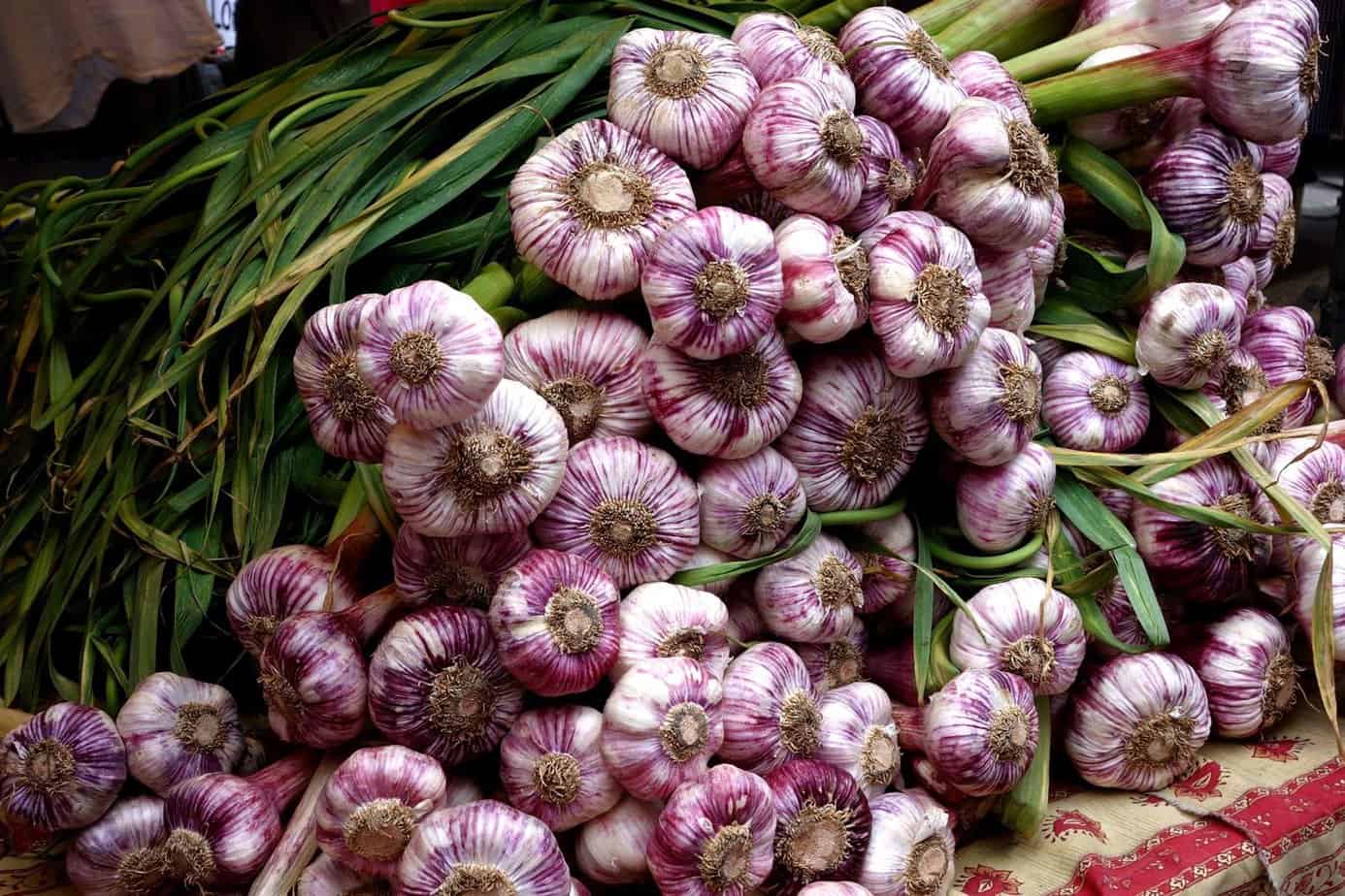 5 Herbs To Boost Your Immunity