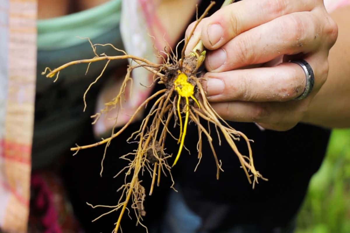 Harvesting wild medicinal plants for profit