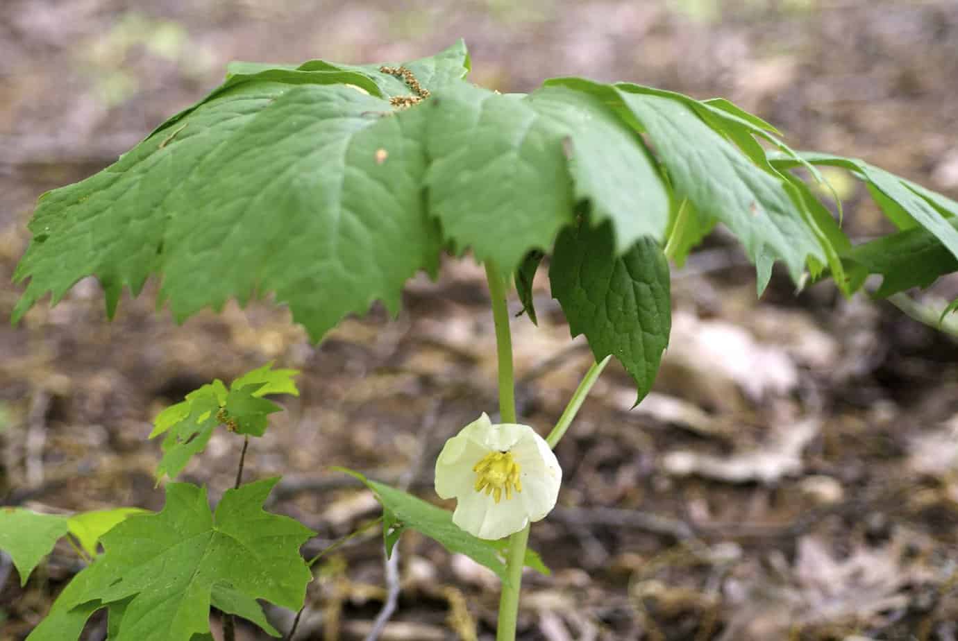 Harvesting wild medicinal plants for profit