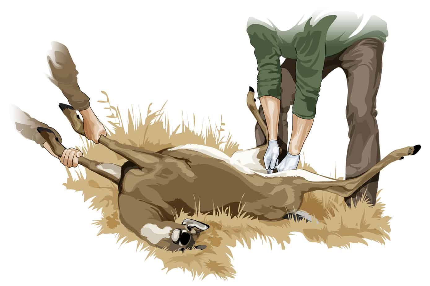 Harvesting and Processing Big Game: Deer, Elk and Moose