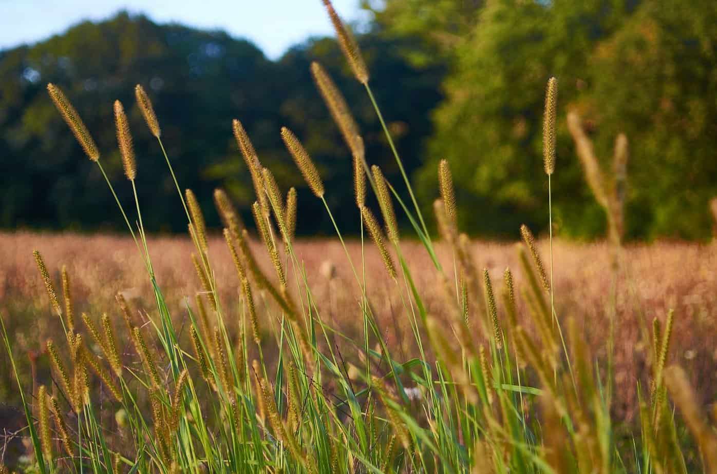 How To Enrich Your Soil With Cover Crops