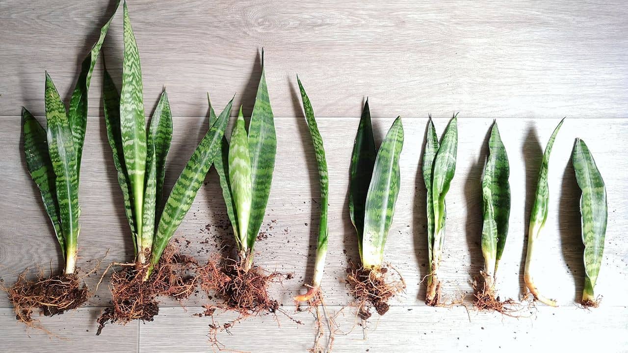 Plant propagation Techniques For Multiplying Your Plants Easily