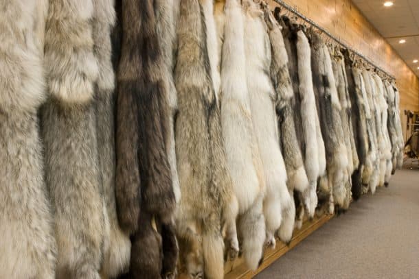 Simple Steps For Tanning Hides
