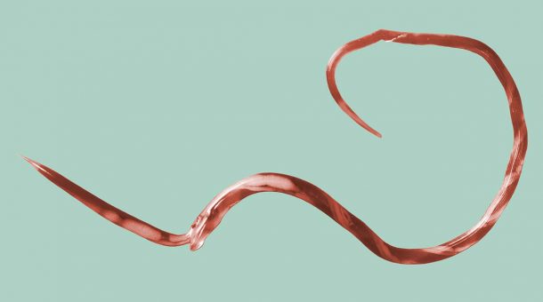 10 Pests You Can Get Rid Of Using Garlic