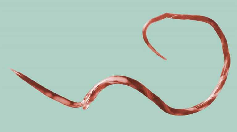 10 Pests You Can Get Rid Of Using Garlic