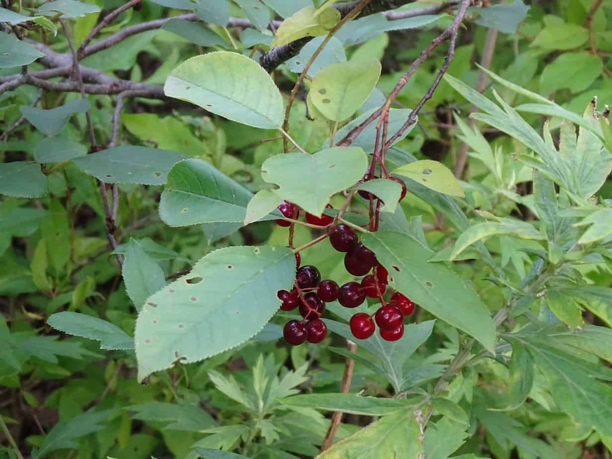Tips For Harvesting And Using Chokecherries