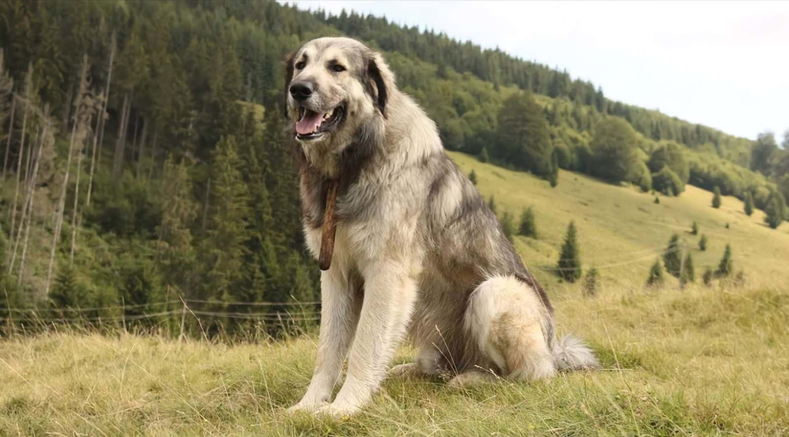 How To Deal With Wild Animals In The Mountains