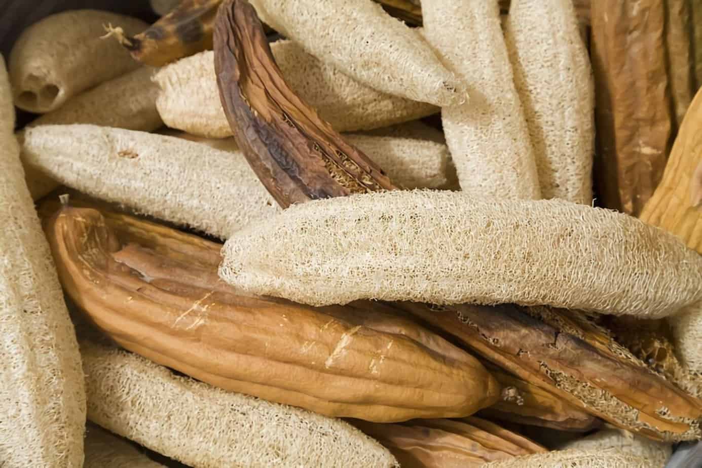 How To Grow Luffa, Your Own Natural Sponges