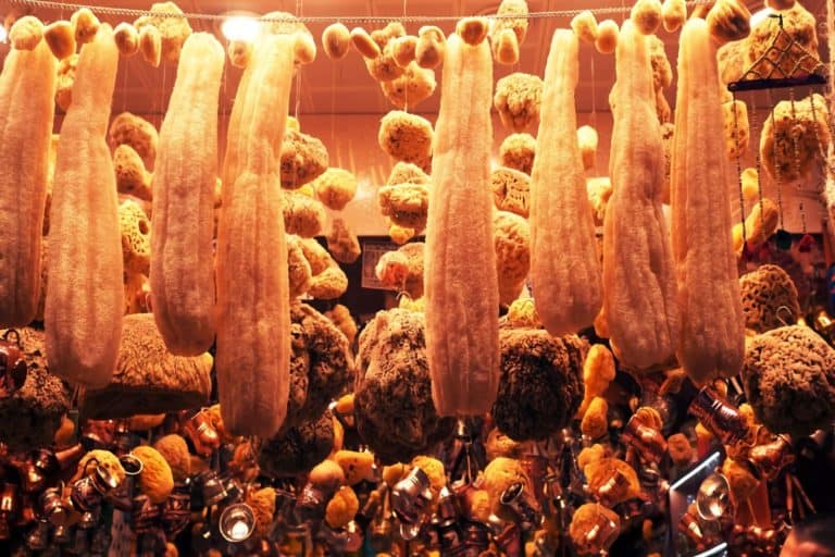 How To Grow Luffa, Your Own Natural Sponges