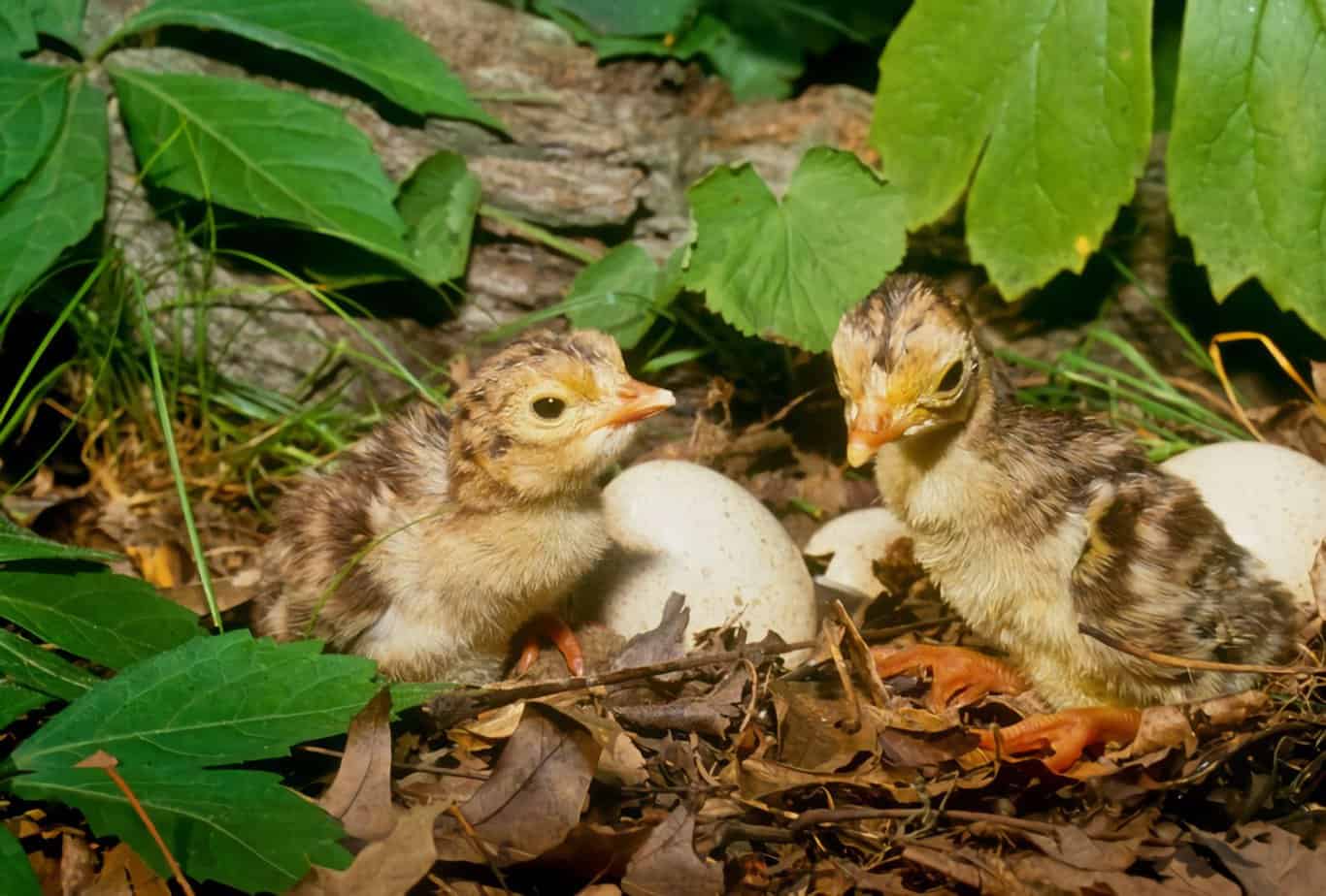 A Few Ways To Make Your Land Turkey Friendly