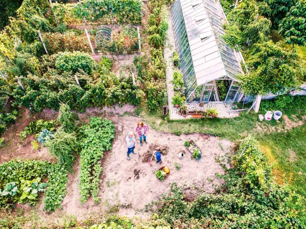 The Best Staple Crops To Grow For Food Independence