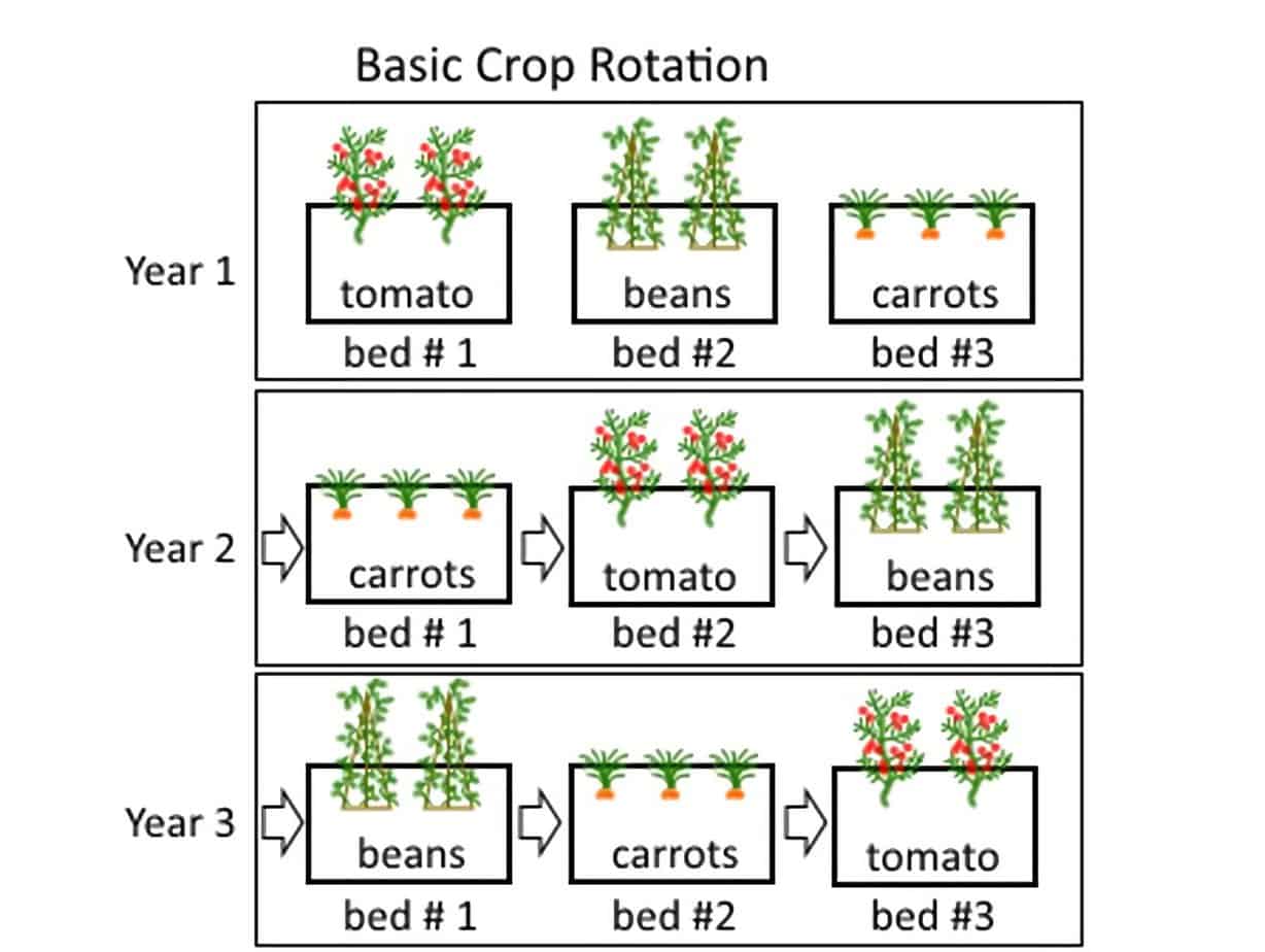 How To Maintain Healthy Soil With Crop Rotation