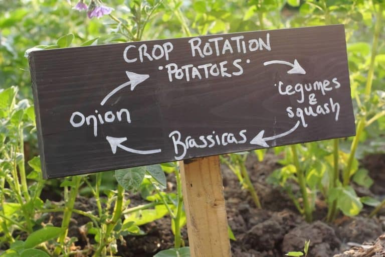 How To Maintain Healthy Soil With Crop Rotation