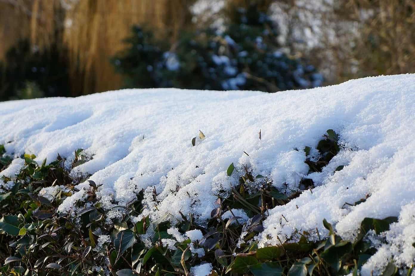 Tips For Planting Edible Windbreaks