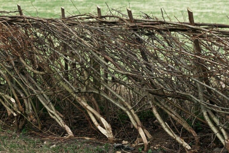 Tips For Planting Edible Windbreaks