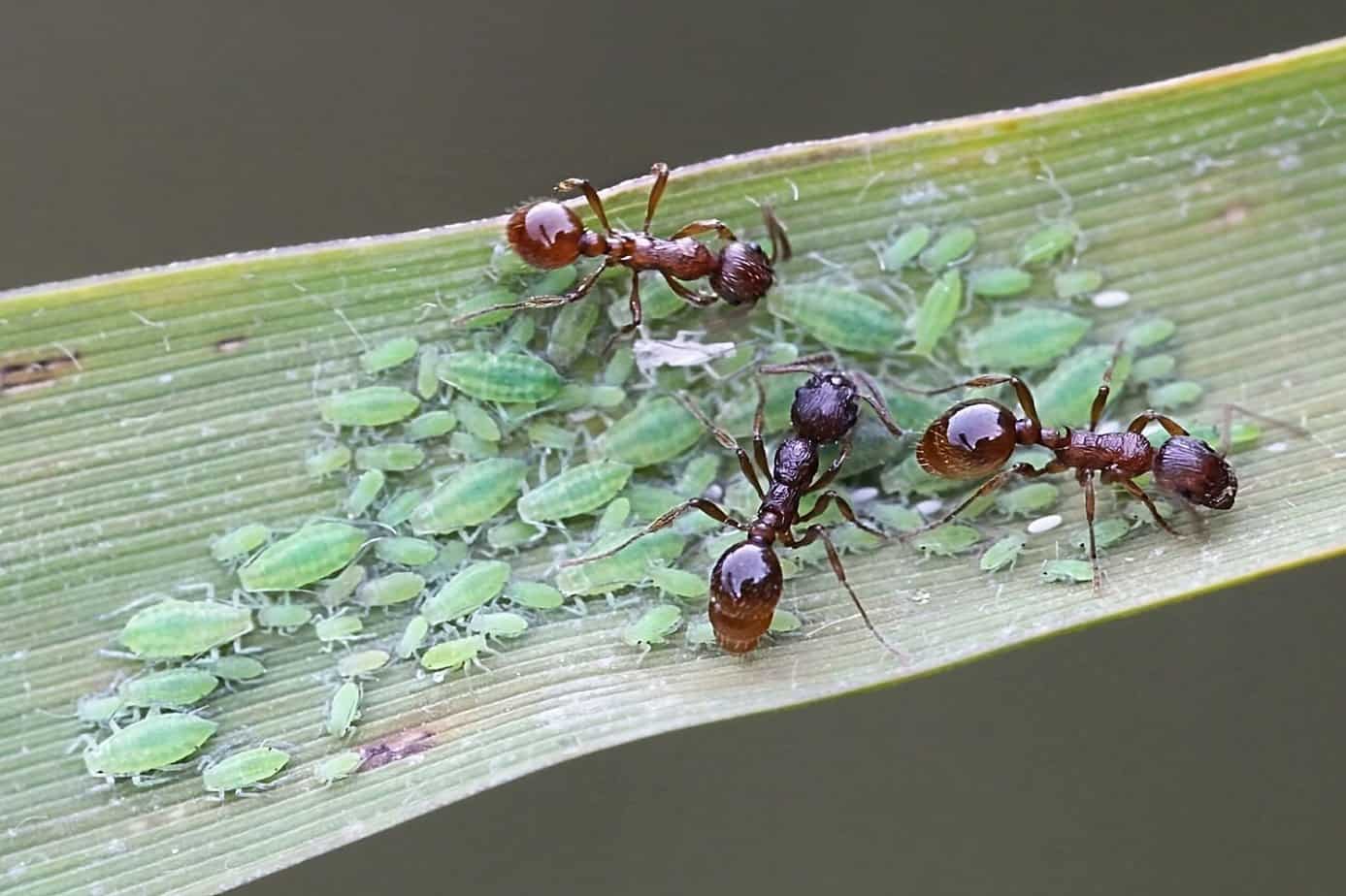 How To Control Soil Pests and Insects