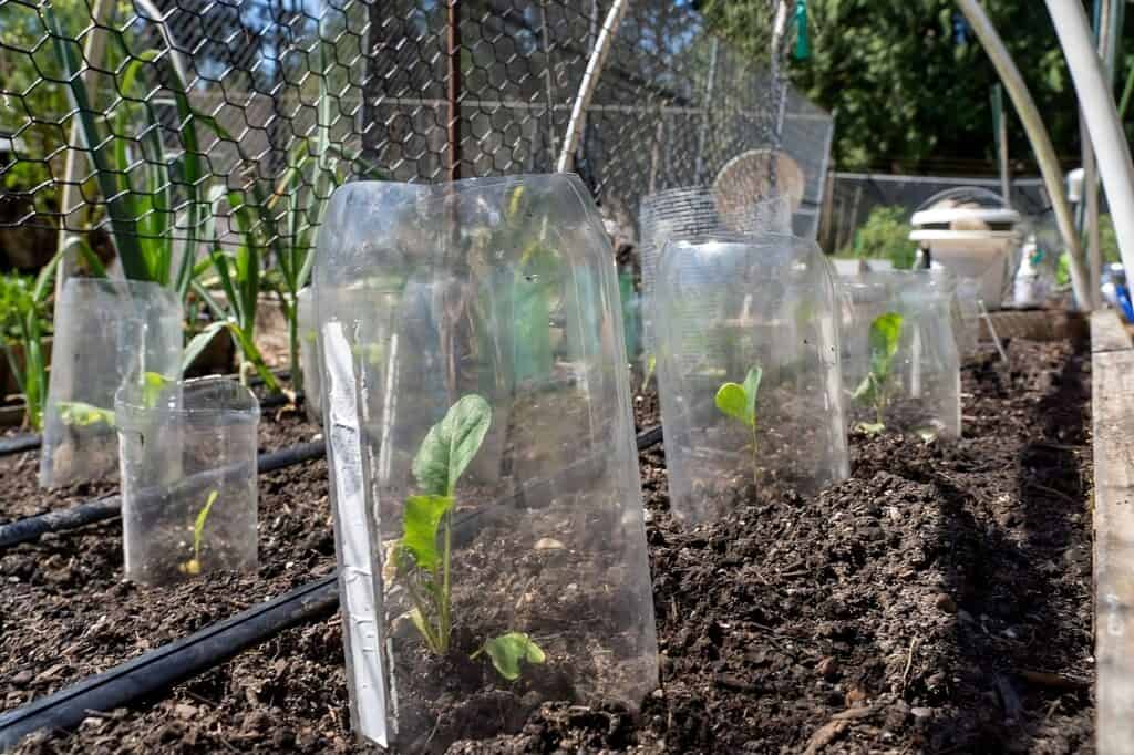 How To Control Soil Pests and Insects