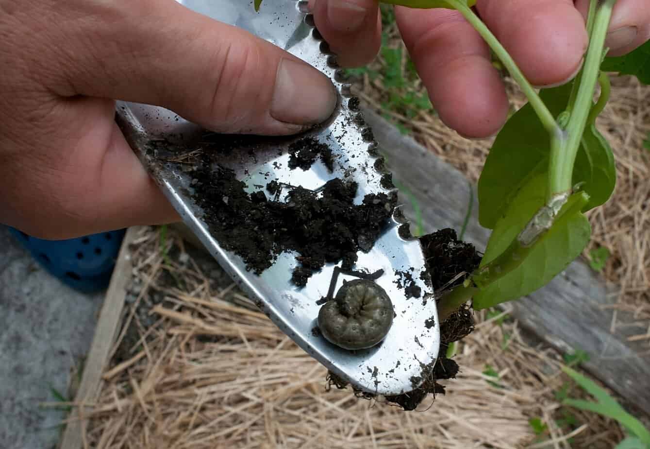 How To Control Soil Pests and Insects