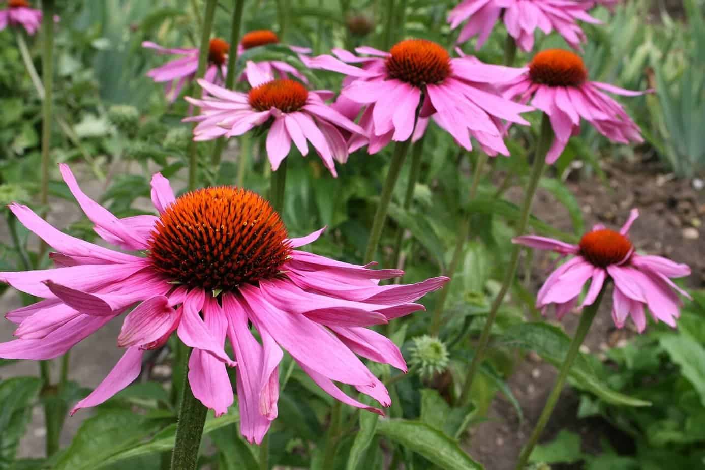 Grow These Native Perennials With Pharmaceutical Properties