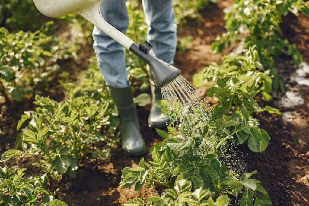 How To Conserve Garden Soil Moisture During The Summer Months