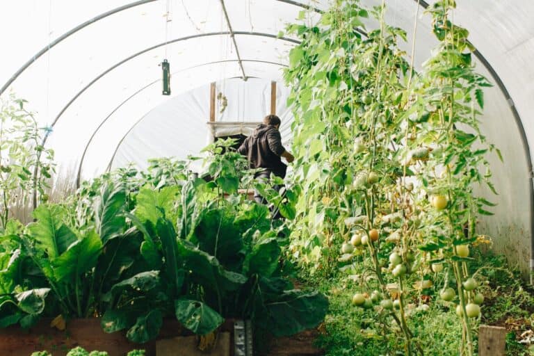 How To Extend Your Growing Season