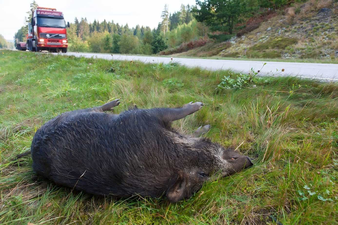 Roadkill Cuisine - Eating Roadkill When Nothing Else Is Available