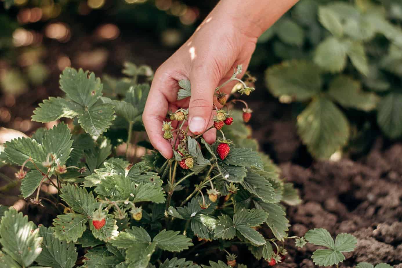 How To Find Food In Any Environment