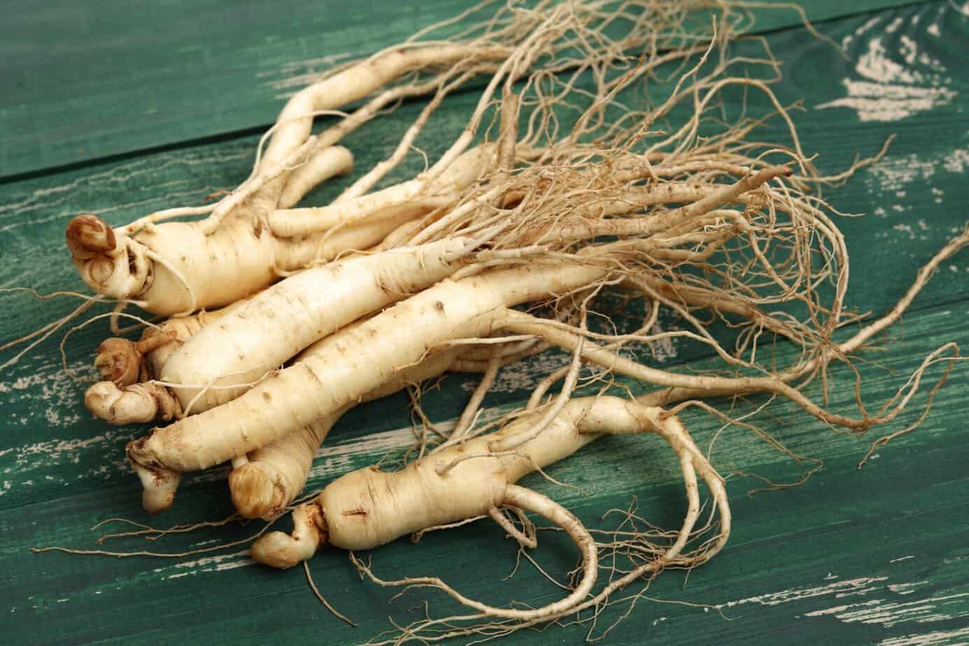 American Wild Ginseng – Harvesting from the wild or growing your own?