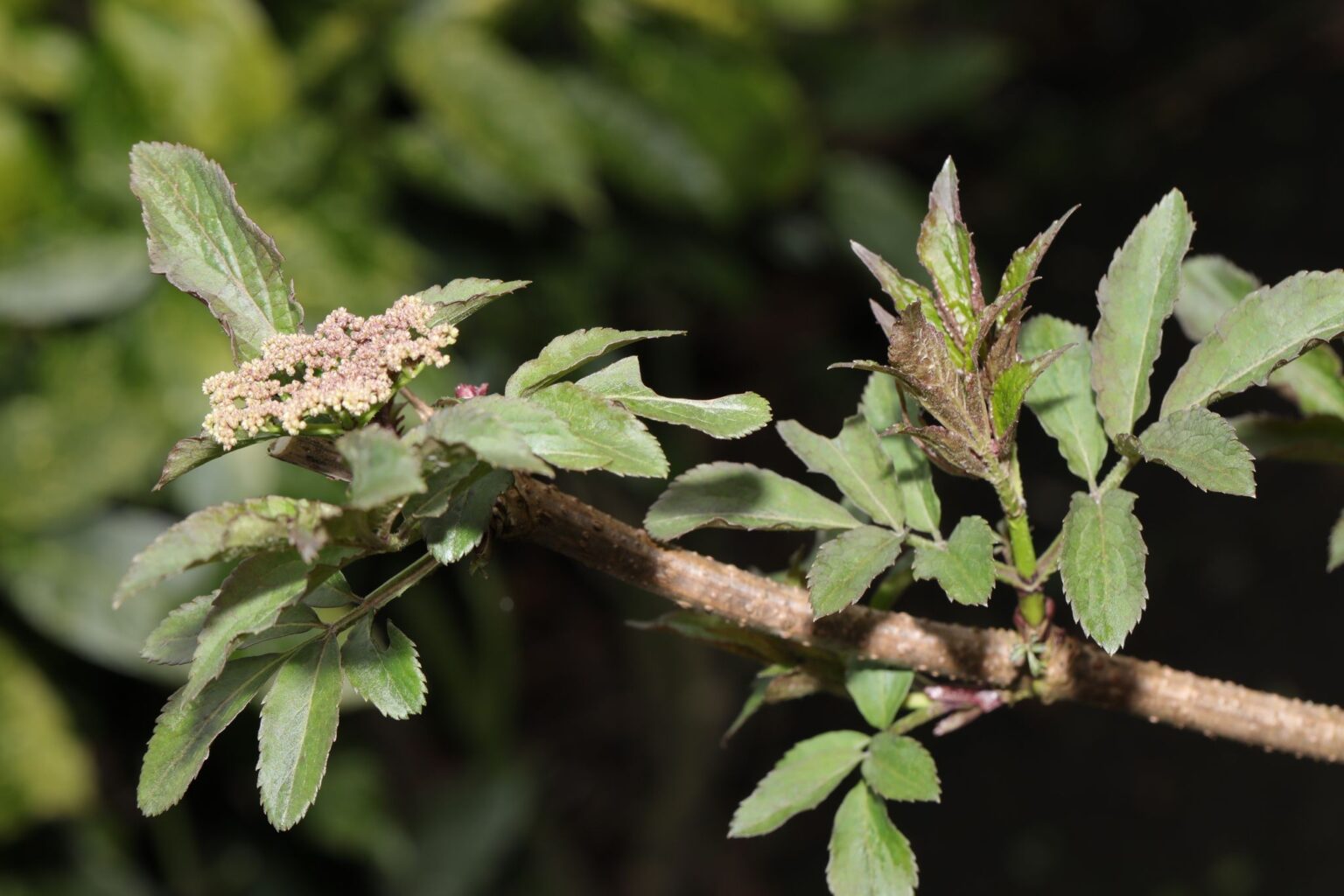 A Few Creole Healing Herbs You Should Try – Part I