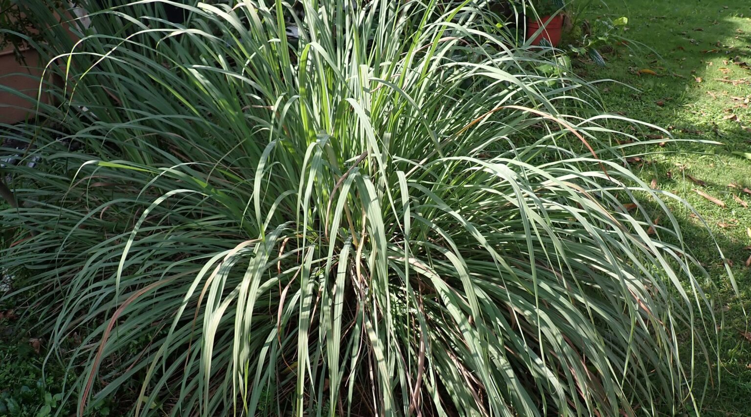 A Few Creole Healing Herbs You Should Try – Part II